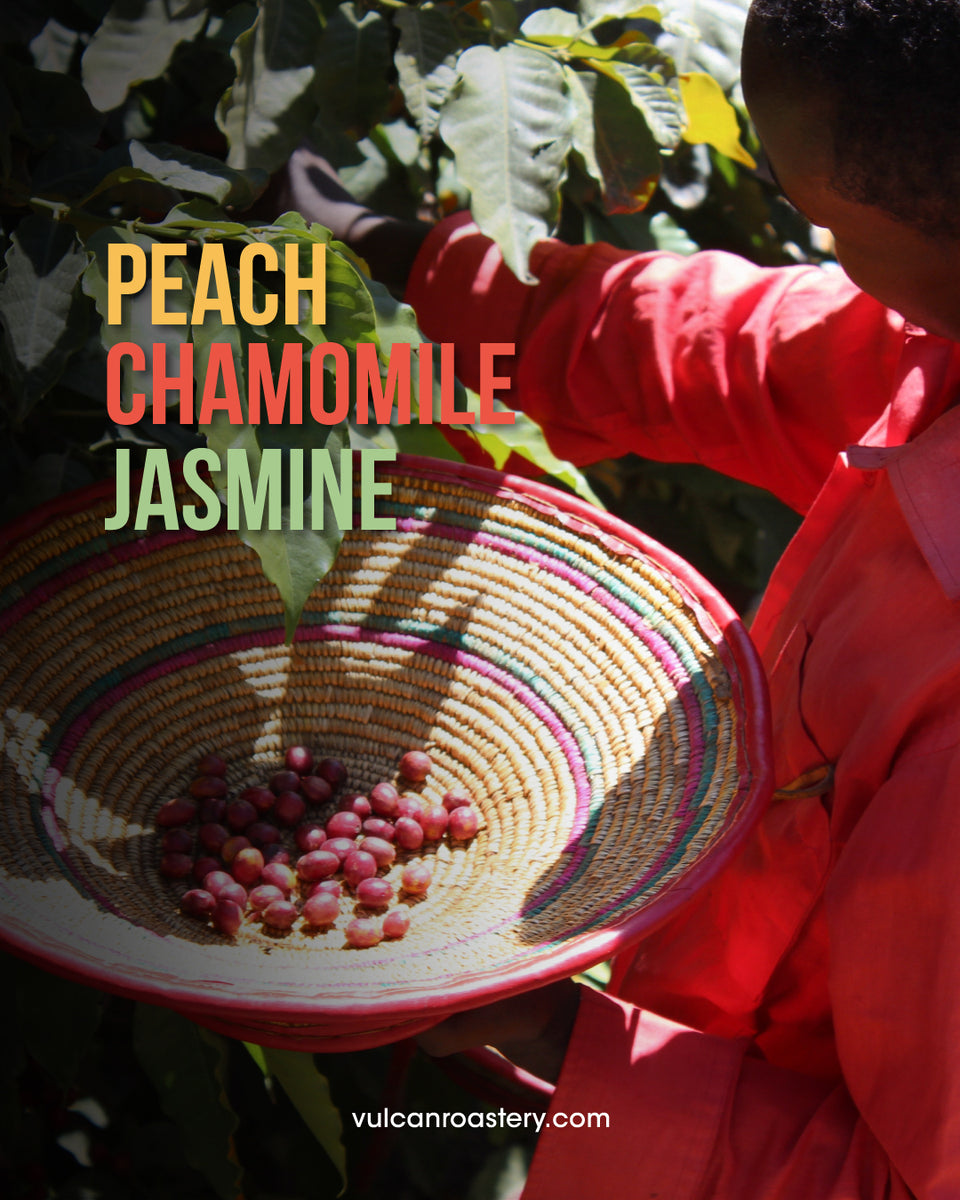 ETHIOPIA - GERA JIMMA - GESHA NATURAL – Vulcan Coffee Roastery